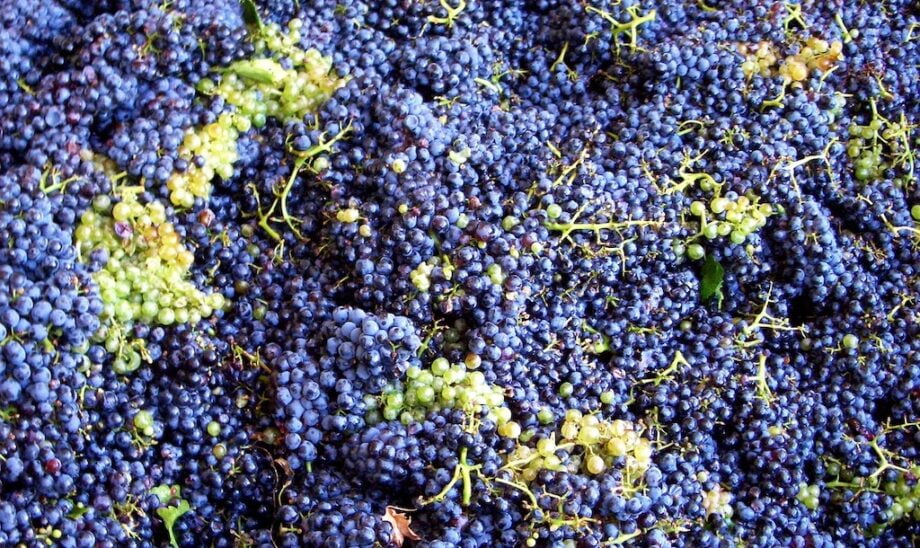 Wat zijn tannines? - Wijnbaas.nl